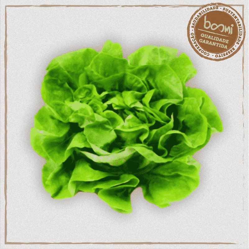 Alface Lisa Orgânica 1 Unid - Boomi